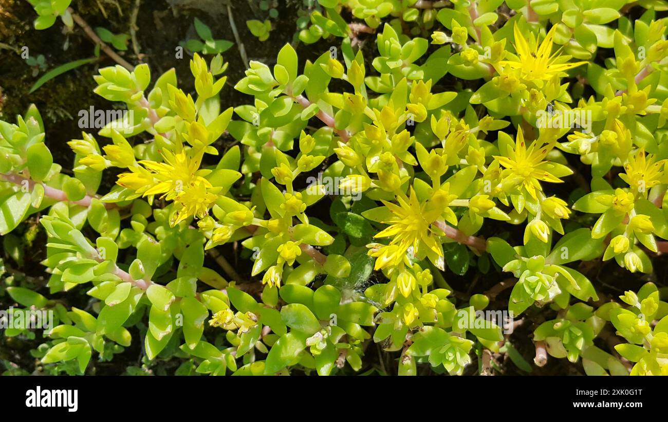 Stringy Stonecrop (Sedum sarmentosum) Plantae Stock Photo - Alamy
