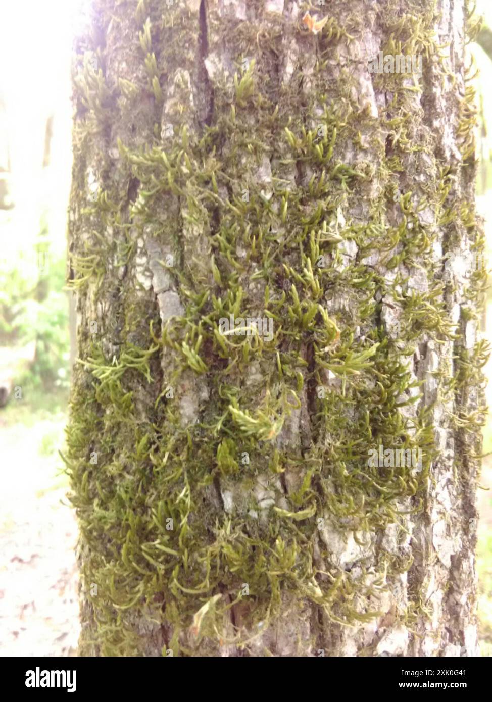 smooth hook moss (Leucodon julaceus) Plantae Stock Photo - Alamy