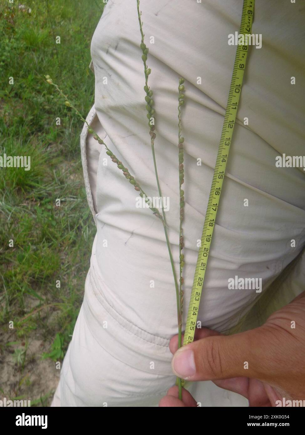 Florida paspalum (Paspalum floridanum) Plantae Stock Photo - Alamy