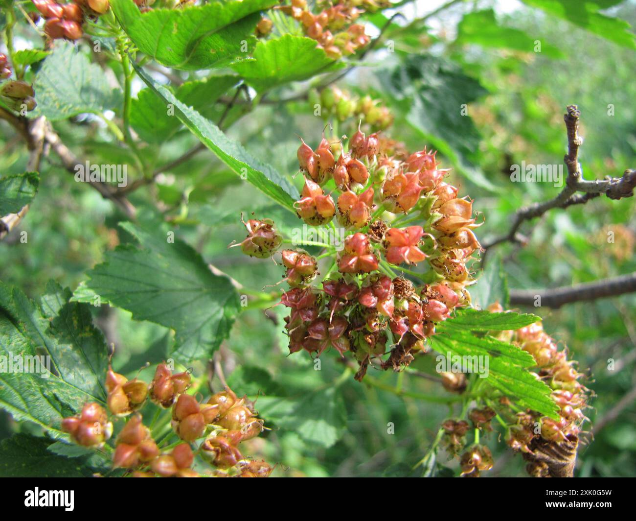 common ninebark (Physocarpus opulifolius) Plantae Stock Photo - Alamy