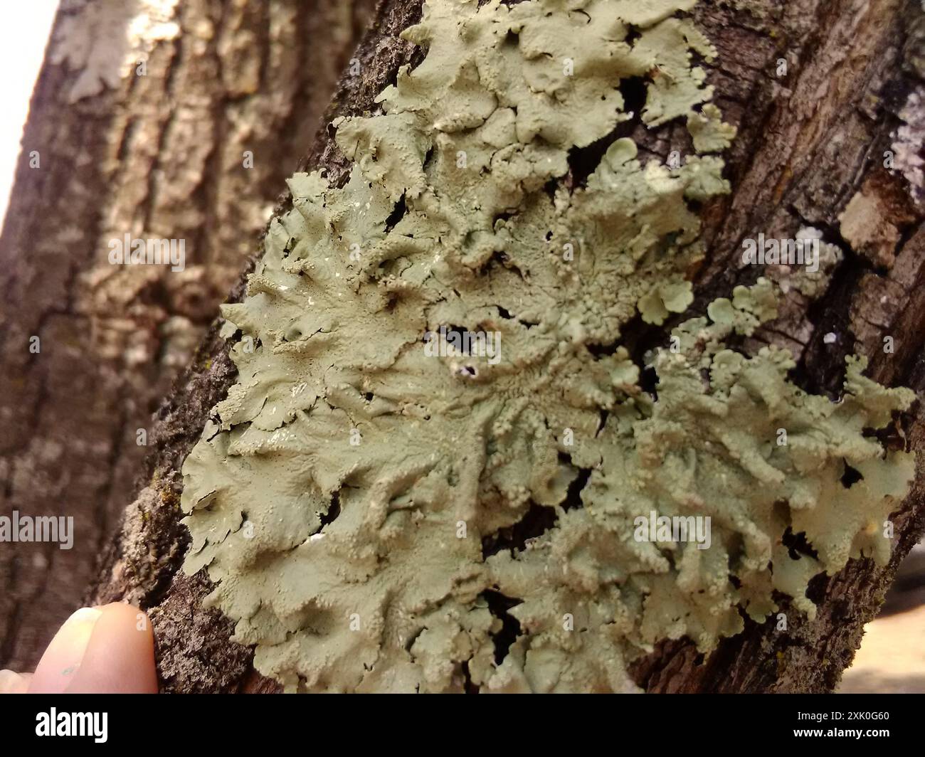 common greenshield lichen (Flavoparmelia caperata) Fungi Stock Photo ...