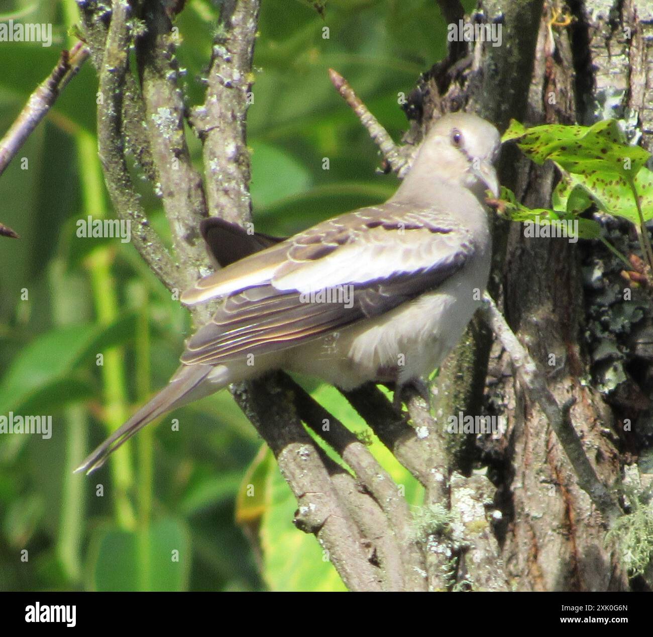 Picui ground dove columbina hi-res stock photography and images - Alamy