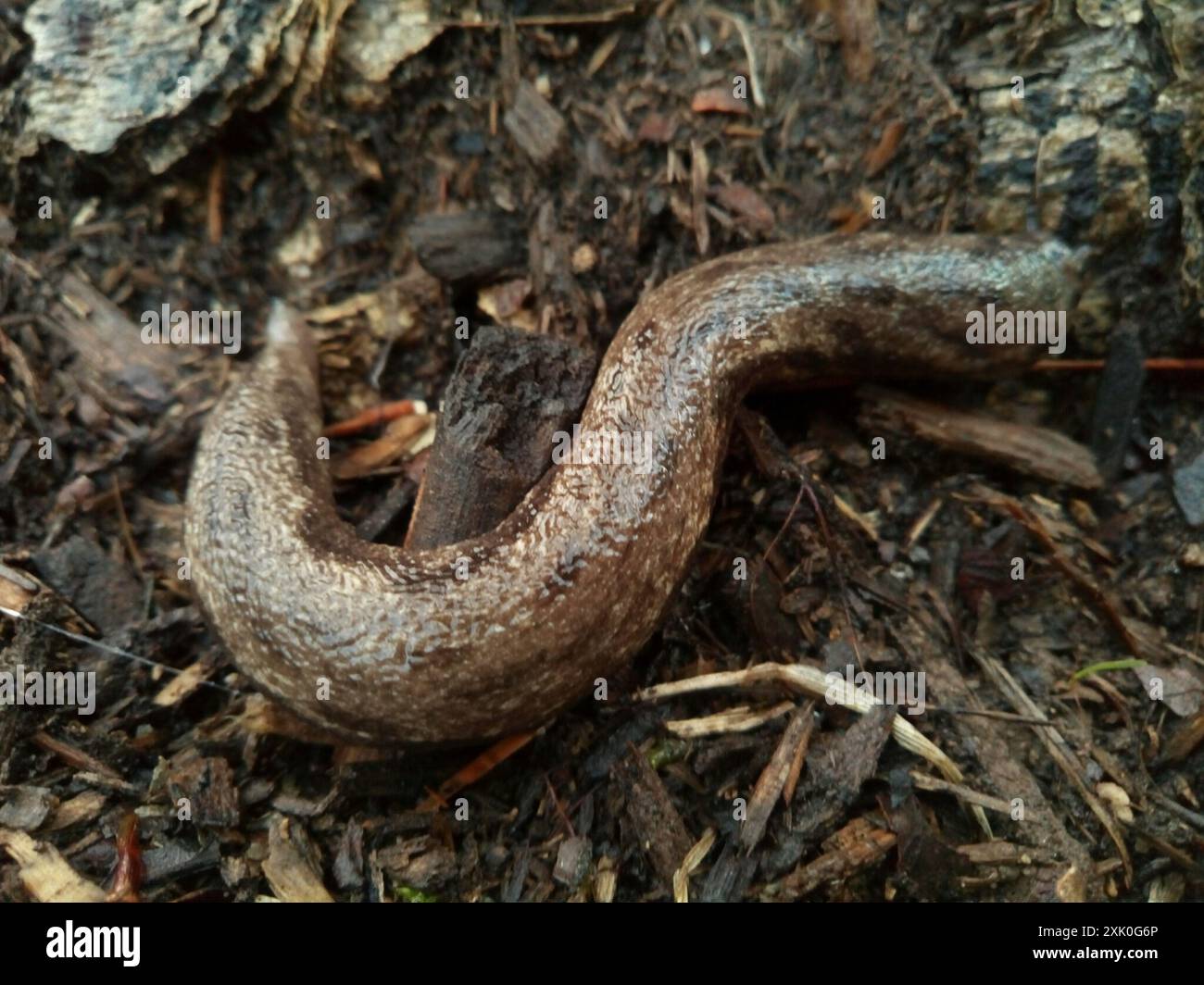Changeable Mantleslug (Megapallifera mutabilis) Mollusca Stock Photo ...