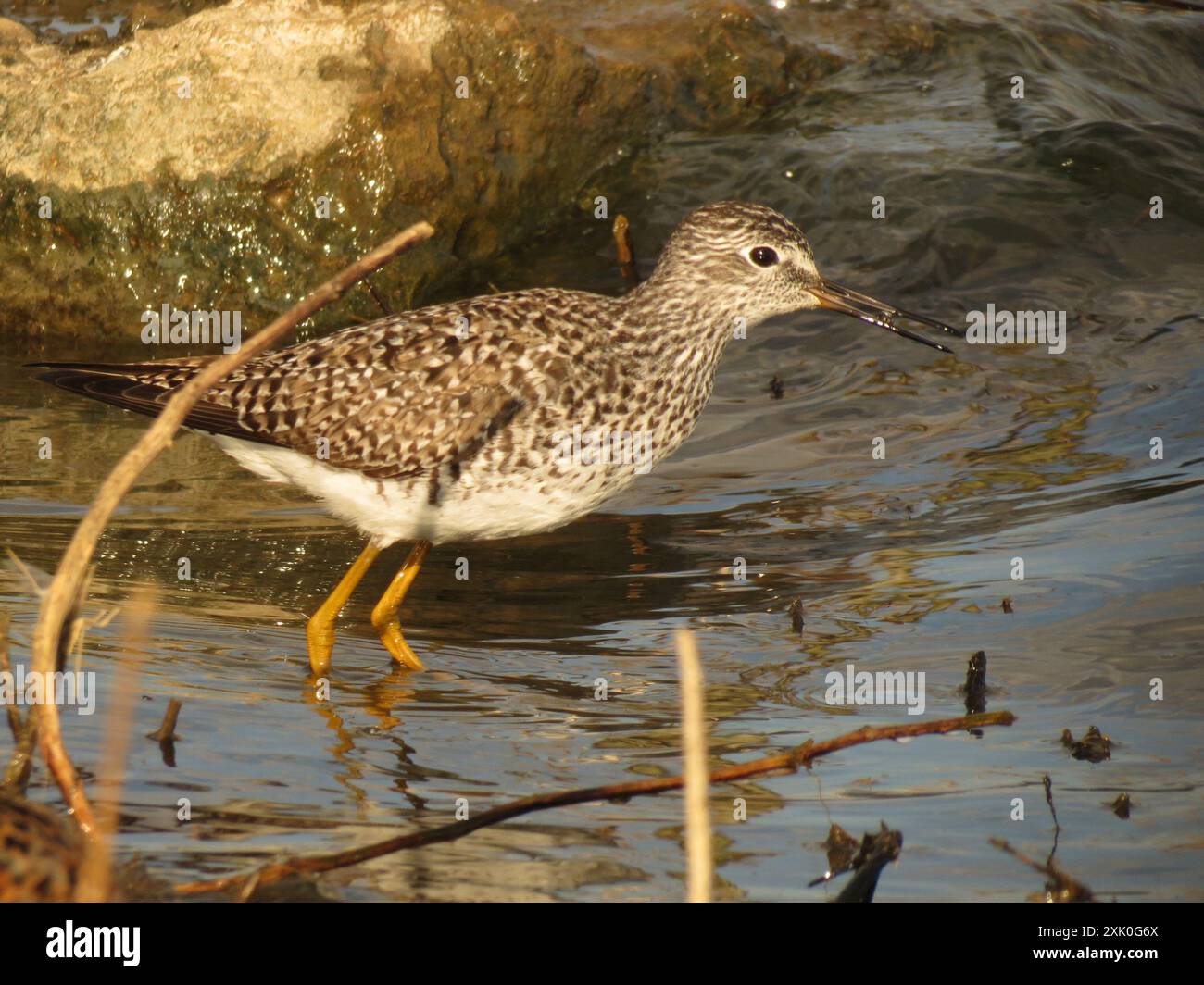 Lesser Yellowlegs (Tringa flavipes) Aves Stock Photo - Alamy