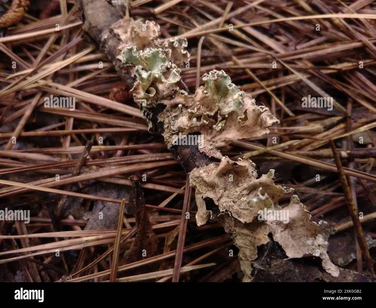 Ruffle Lichens (Parmotrema) Fungi Stock Photo - Alamy