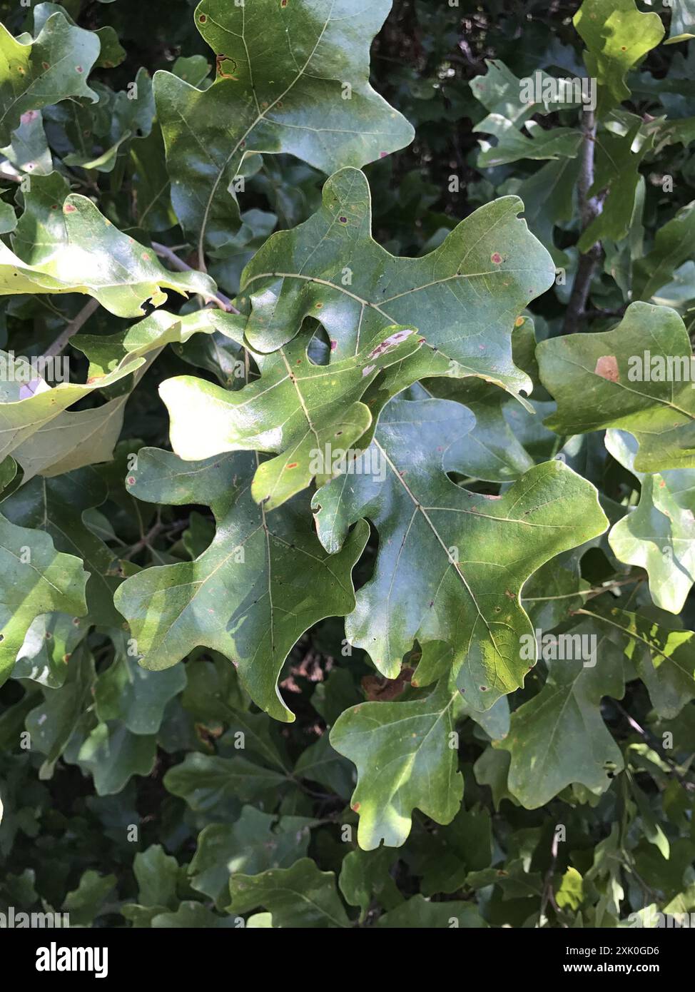 Florida paspalum (Paspalum floridanum) Plantae Stock Photo - Alamy