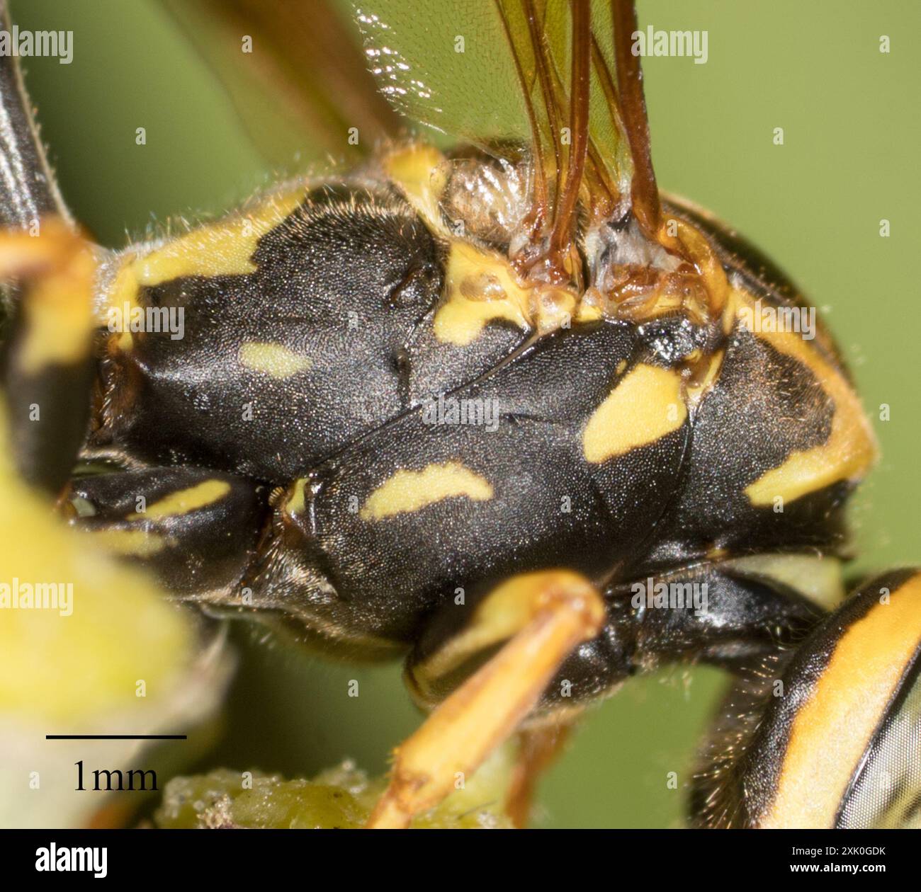 Western Paper Wasp (Mischocyttarus flavitarsis) Insecta Stock Photo - Alamy
