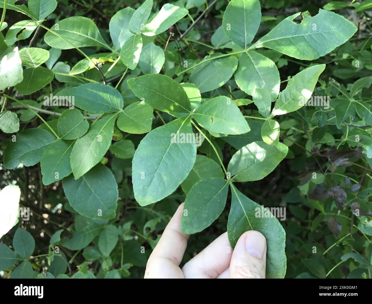 common hoptree (Ptelea trifoliata) Plantae Stock Photo - Alamy