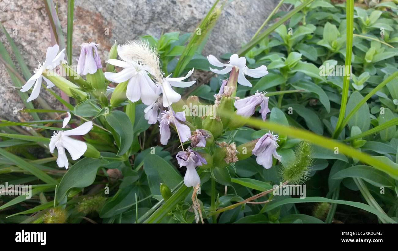 common soapwort (Saponaria officinalis) Plantae Stock Photo - Alamy