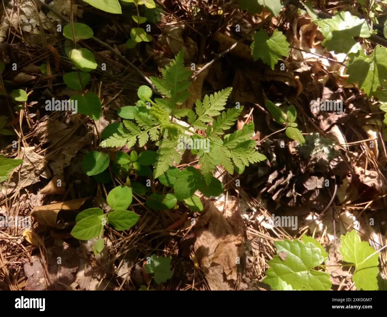 rattlesnake fern (Botrypus virginianus) Plantae Stock Photo - Alamy