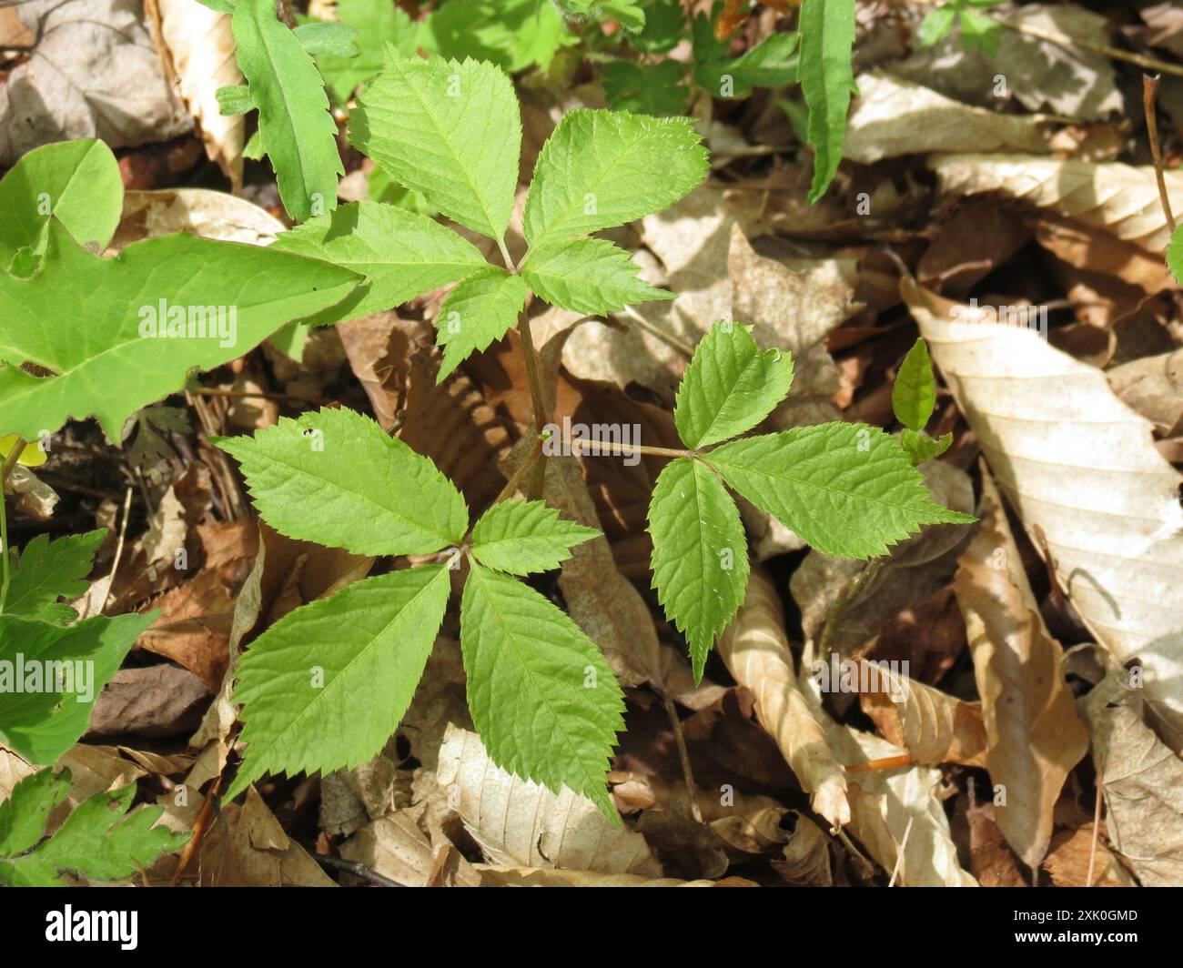 American ginseng (Panax quinquefolius) Plantae Stock Photo - Alamy