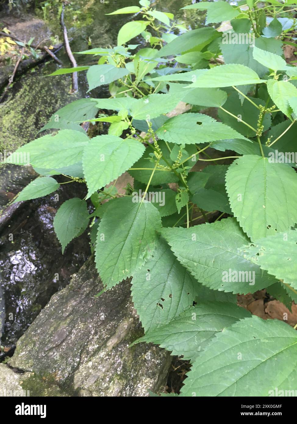false nettle (Boehmeria cylindrica) Plantae Stock Photo - Alamy