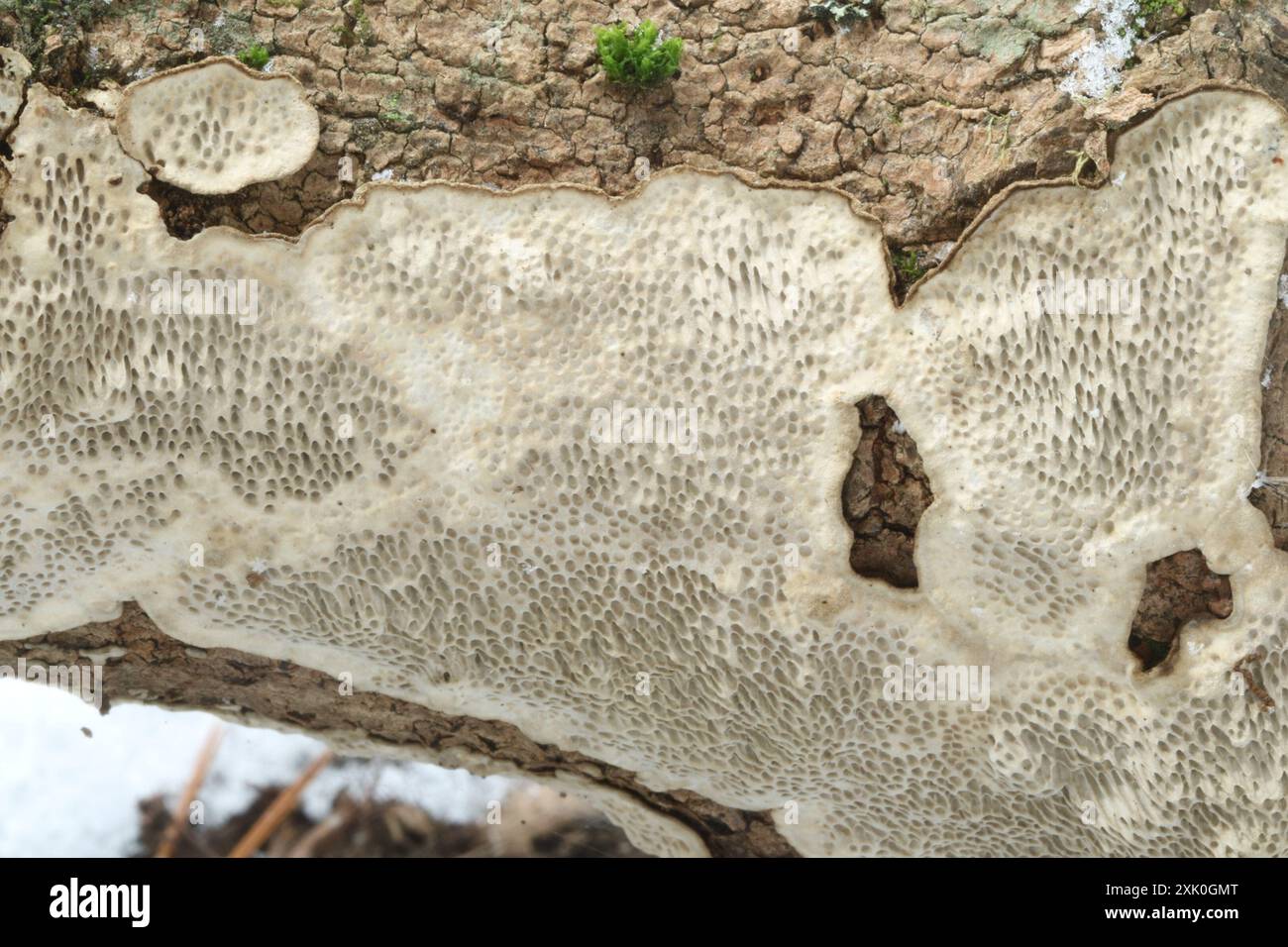 Common Mazegill (Datronia mollis) Fungi Stock Photo - Alamy
