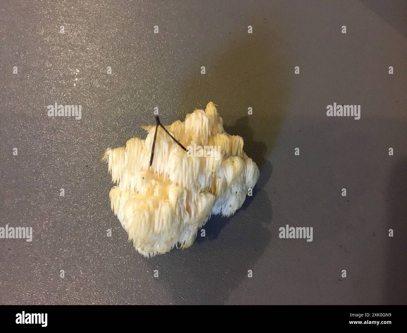 Bear's Head Tooth (Hericium americanum) Fungi Stock Photo - Alamy