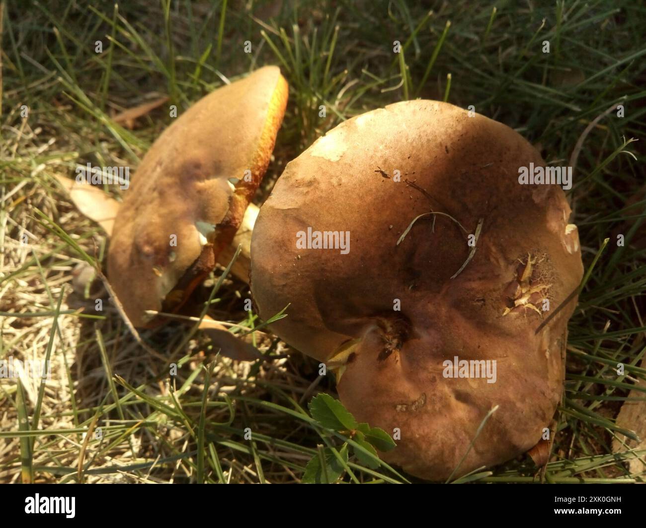 boletes (Boletaceae) Fungi Stock Photo - Alamy