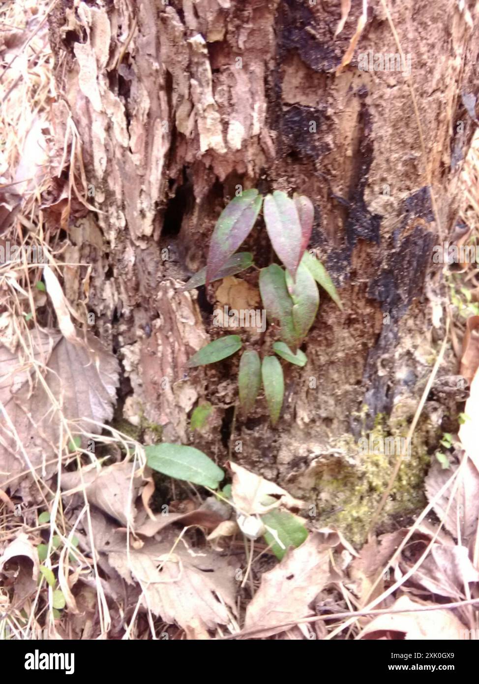 cross vine (Bignonia capreolata) Plantae Stock Photo - Alamy