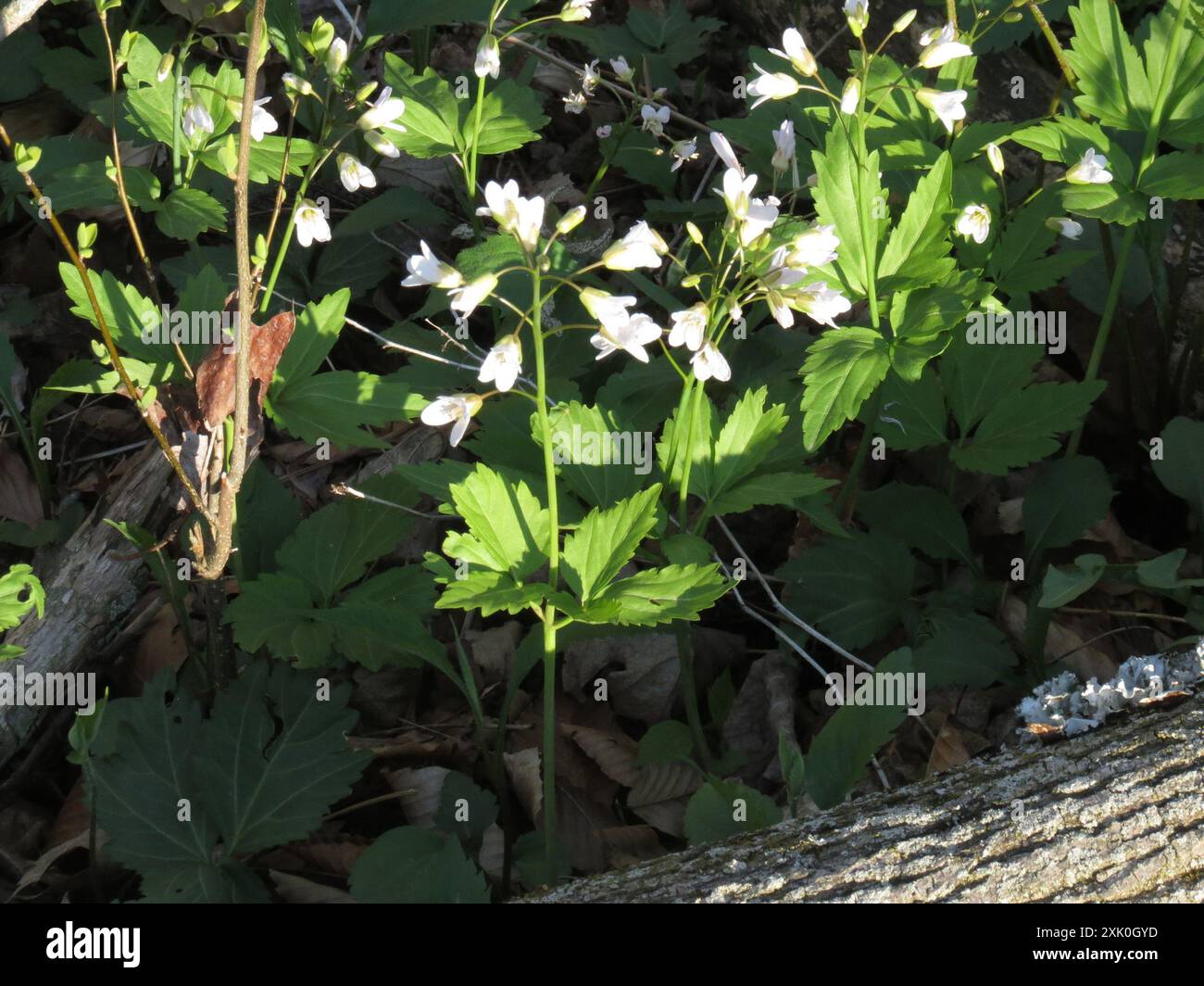 Two-leaved Toothwort (Cardamine diphylla) Plantae Stock Photo - Alamy