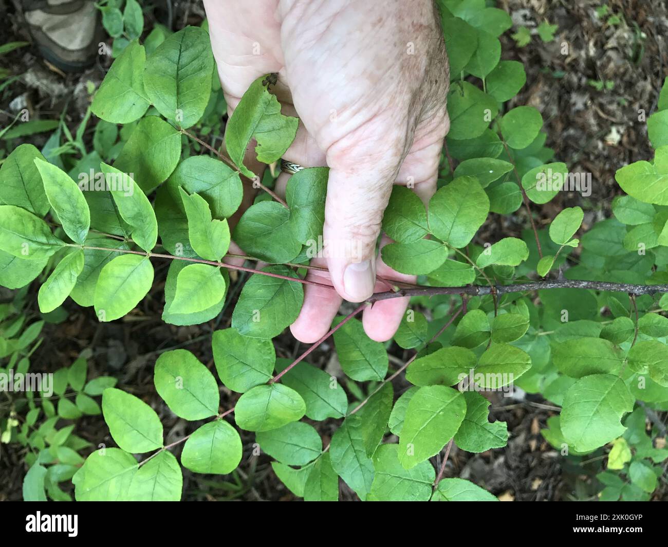 common prickly ash (Zanthoxylum americanum) Plantae Stock Photo - Alamy