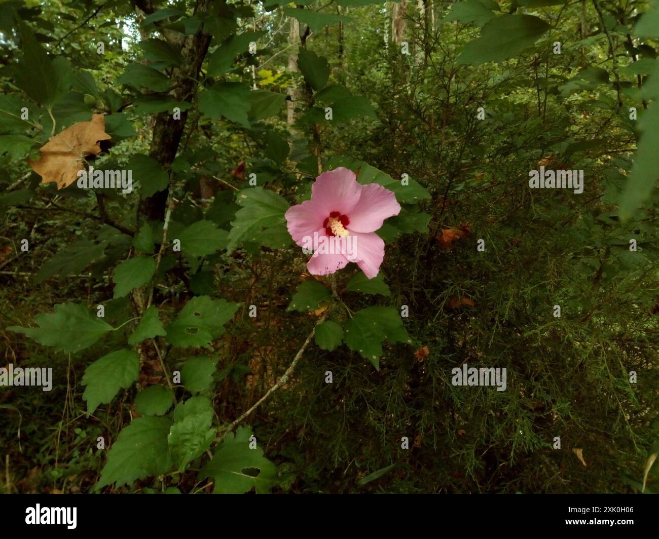 common hibiscus (Hibiscus syriacus) Plantae Stock Photo - Alamy