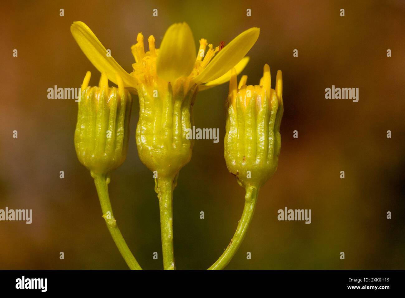 Multilobata hi-res stock photography and images - Alamy