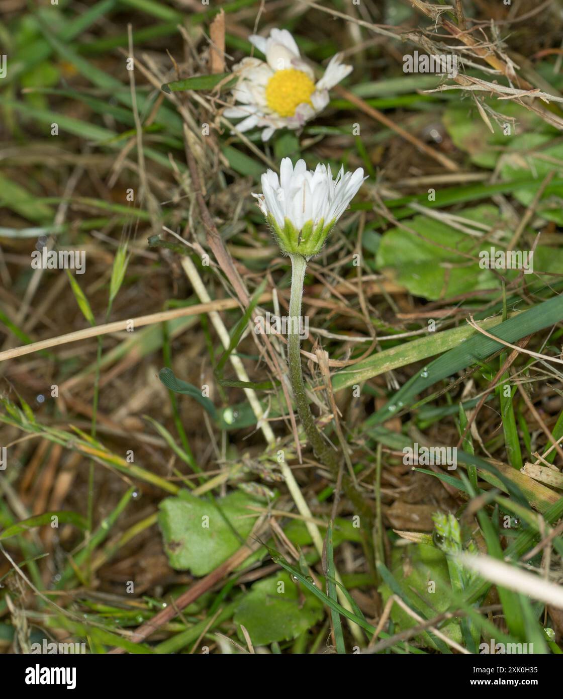 Lawn daisy (Bellis perennis) Plantae Stock Photo - Alamy
