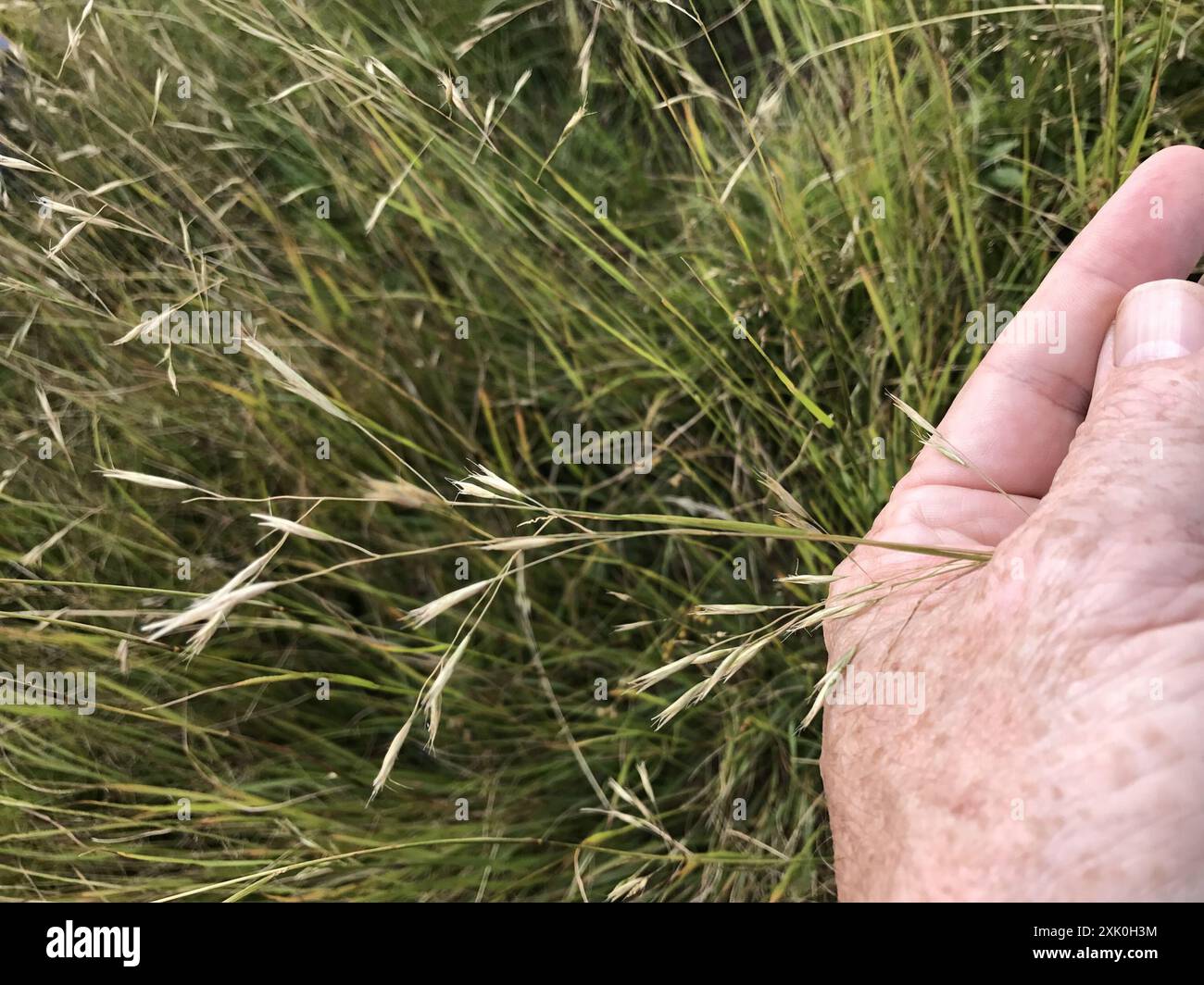 Flattened Oatgrass (Danthonia compressa) Plantae Stock Photo - Alamy