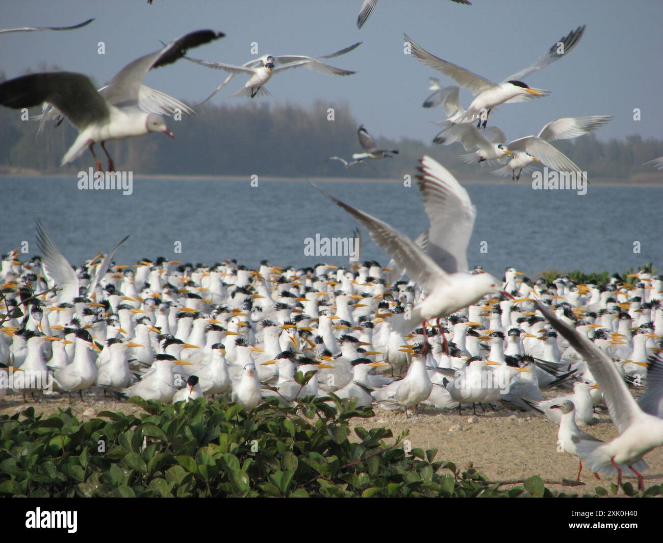 West African Crested Tern (Thalasseus albididorsalis) Aves Stock Photo ...