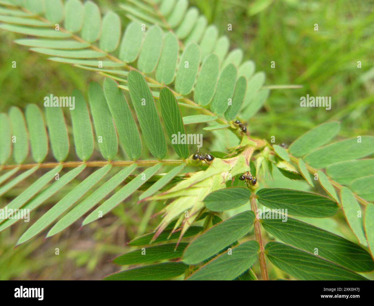 Acrobat Ants and Cocktail Ants (Crematogaster) Insecta Stock Photo - Alamy