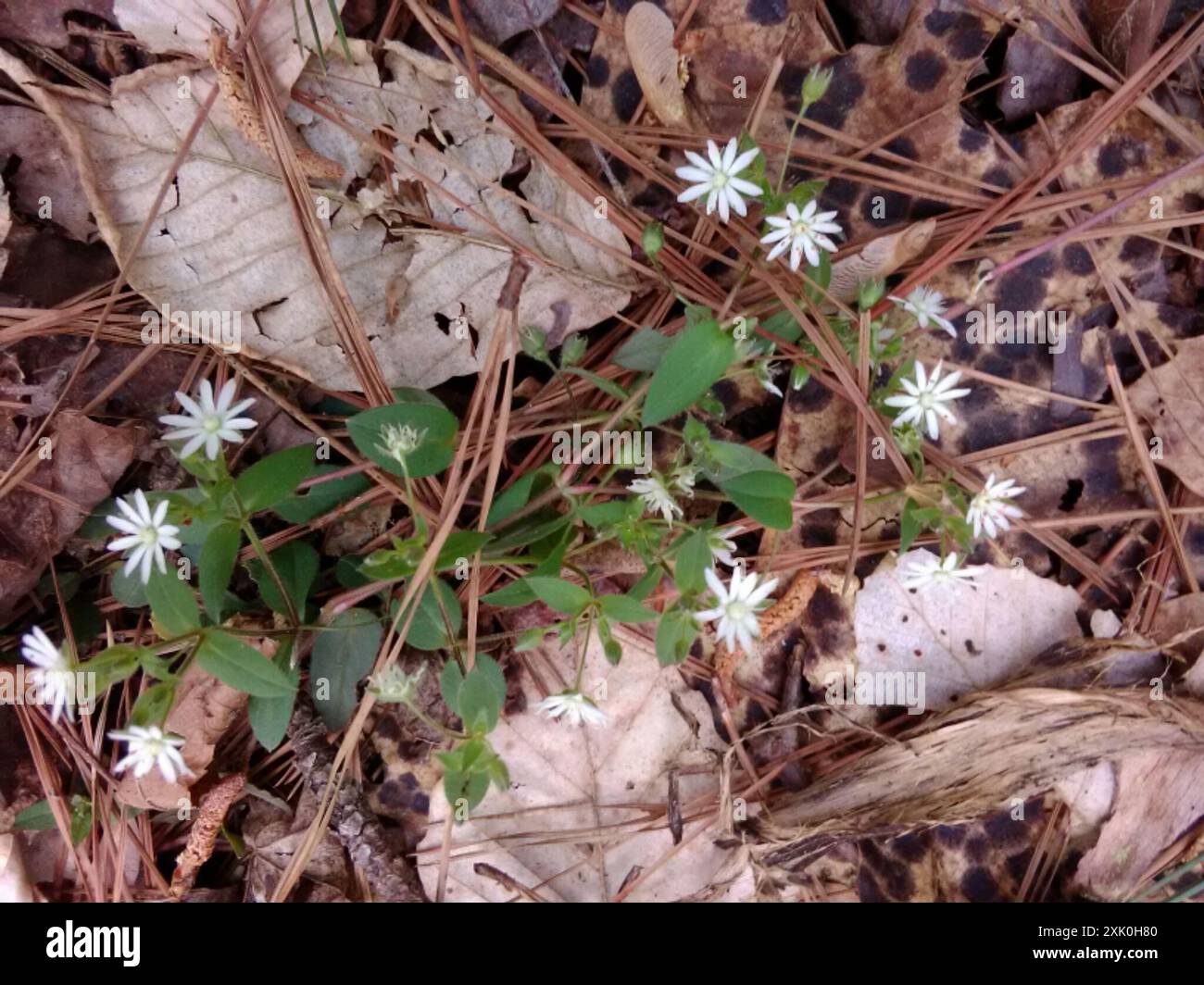 star chickweed (Stellaria pubera) Plantae Stock Photo - Alamy