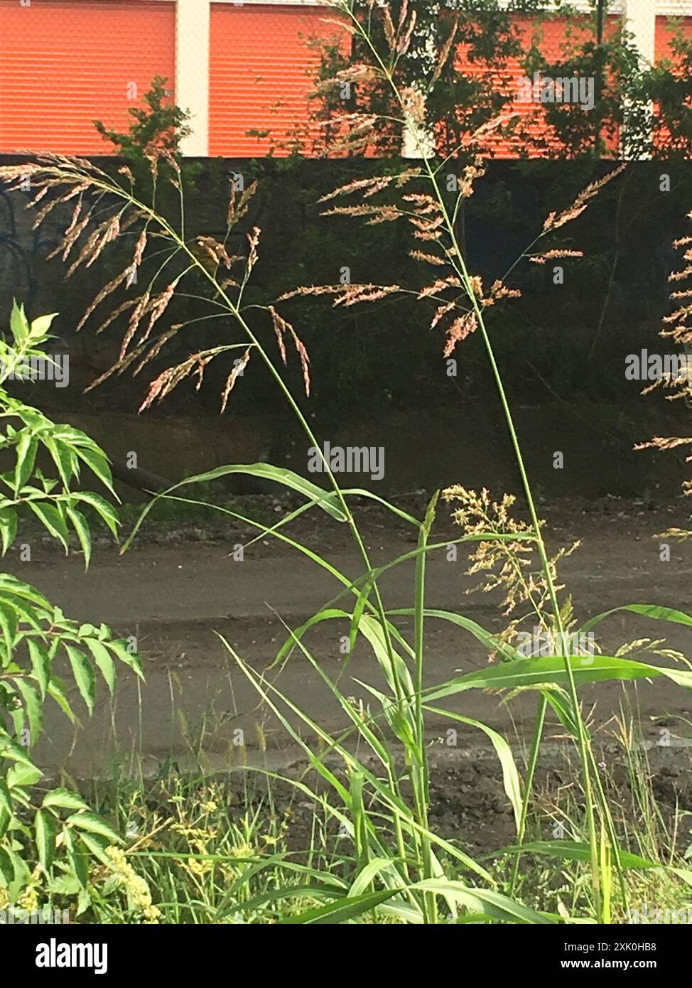Johnson grass (Sorghum halepense) Plantae Stock Photo - Alamy