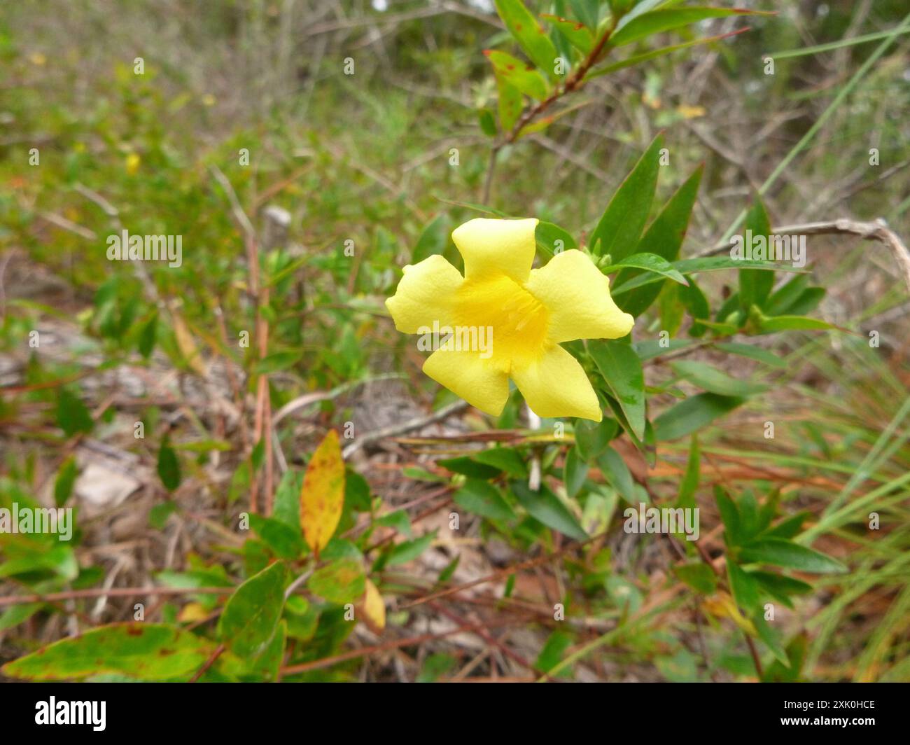 yellow jessamine (Gelsemium sempervirens) Plantae Stock Photo - Alamy