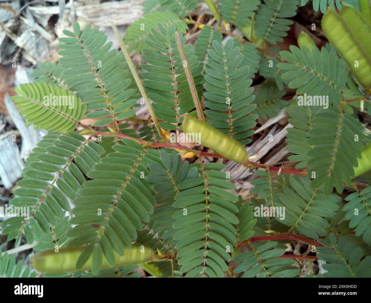 sensitive pea (Chamaecrista nictitans) Plantae Stock Photo - Alamy