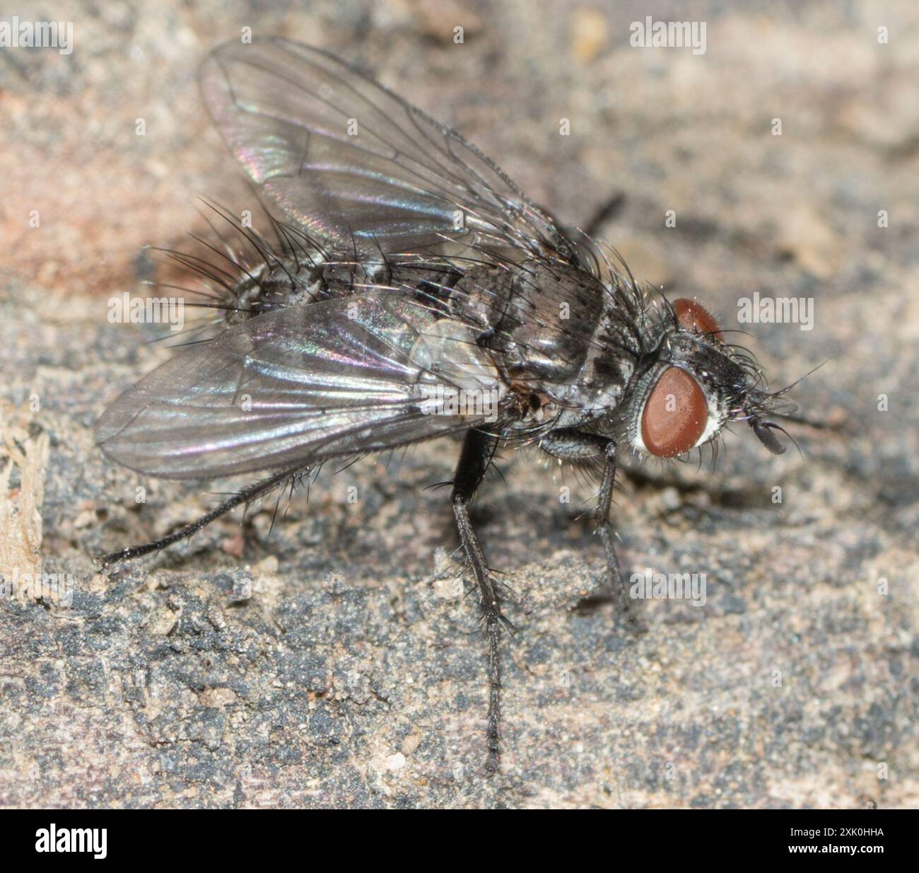 Bristle Flies (Tachinidae) Insecta Stock Photo - Alamy