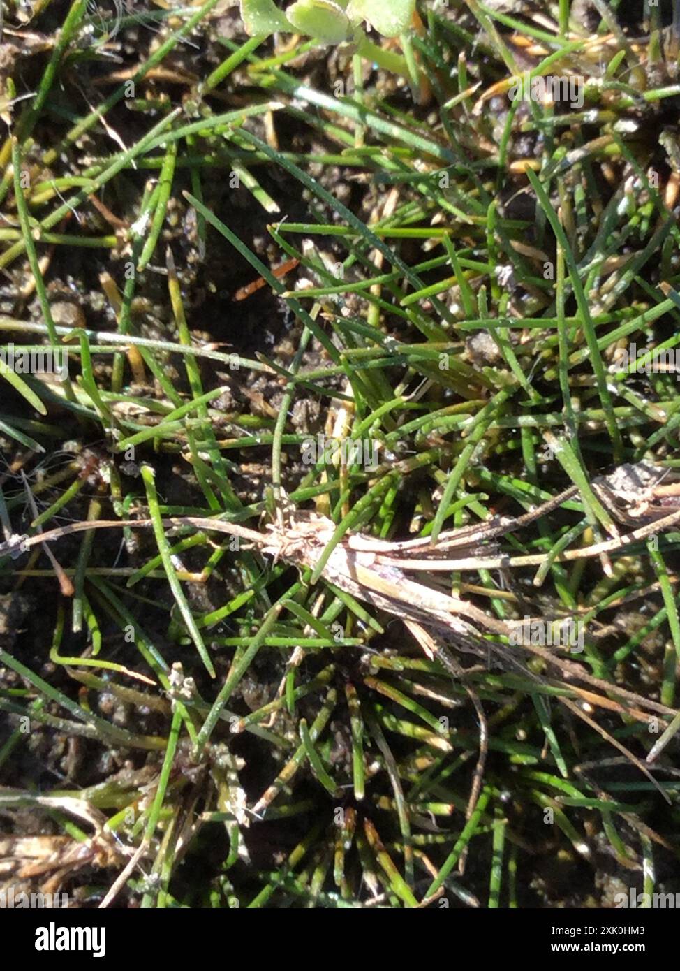 vascular plants (Tracheophyta) Plantae Stock Photo - Alamy