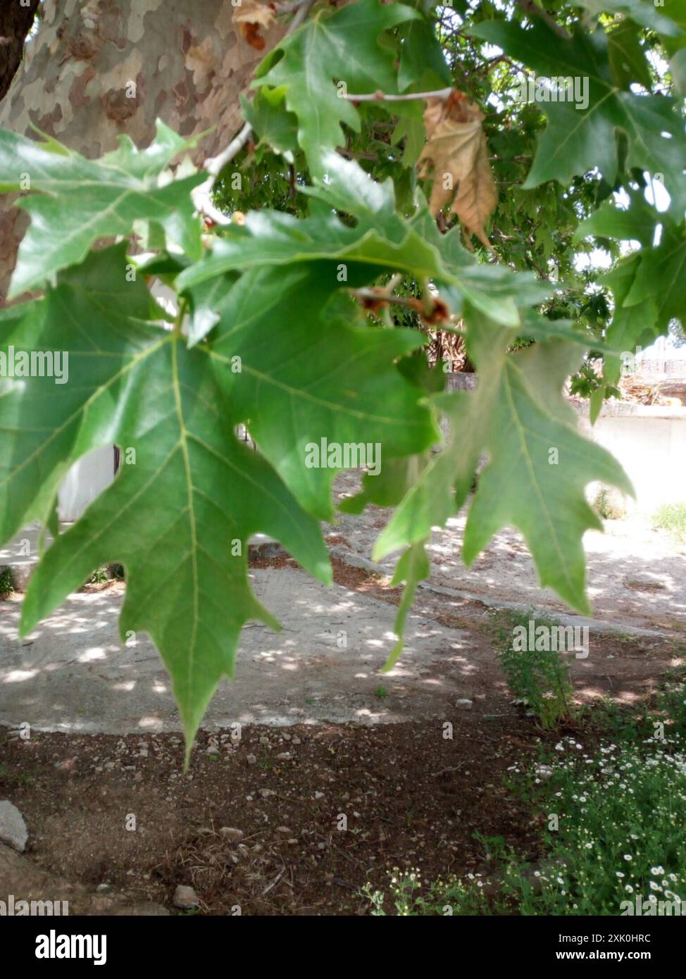 Oriental Plane (Platanus orientalis) Plantae Stock Photo - Alamy