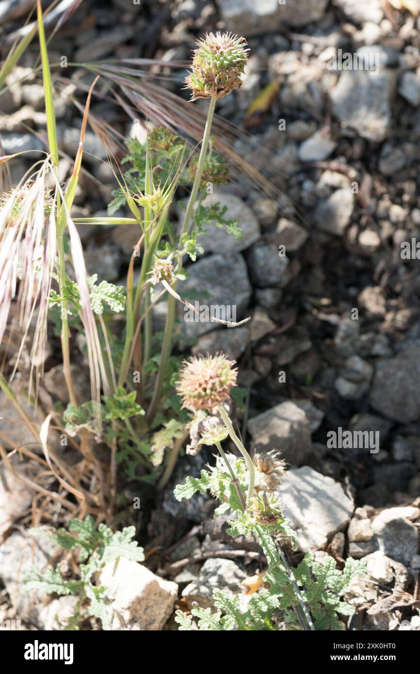 Chia (Salvia columbariae) Plantae Stock Photo - Alamy