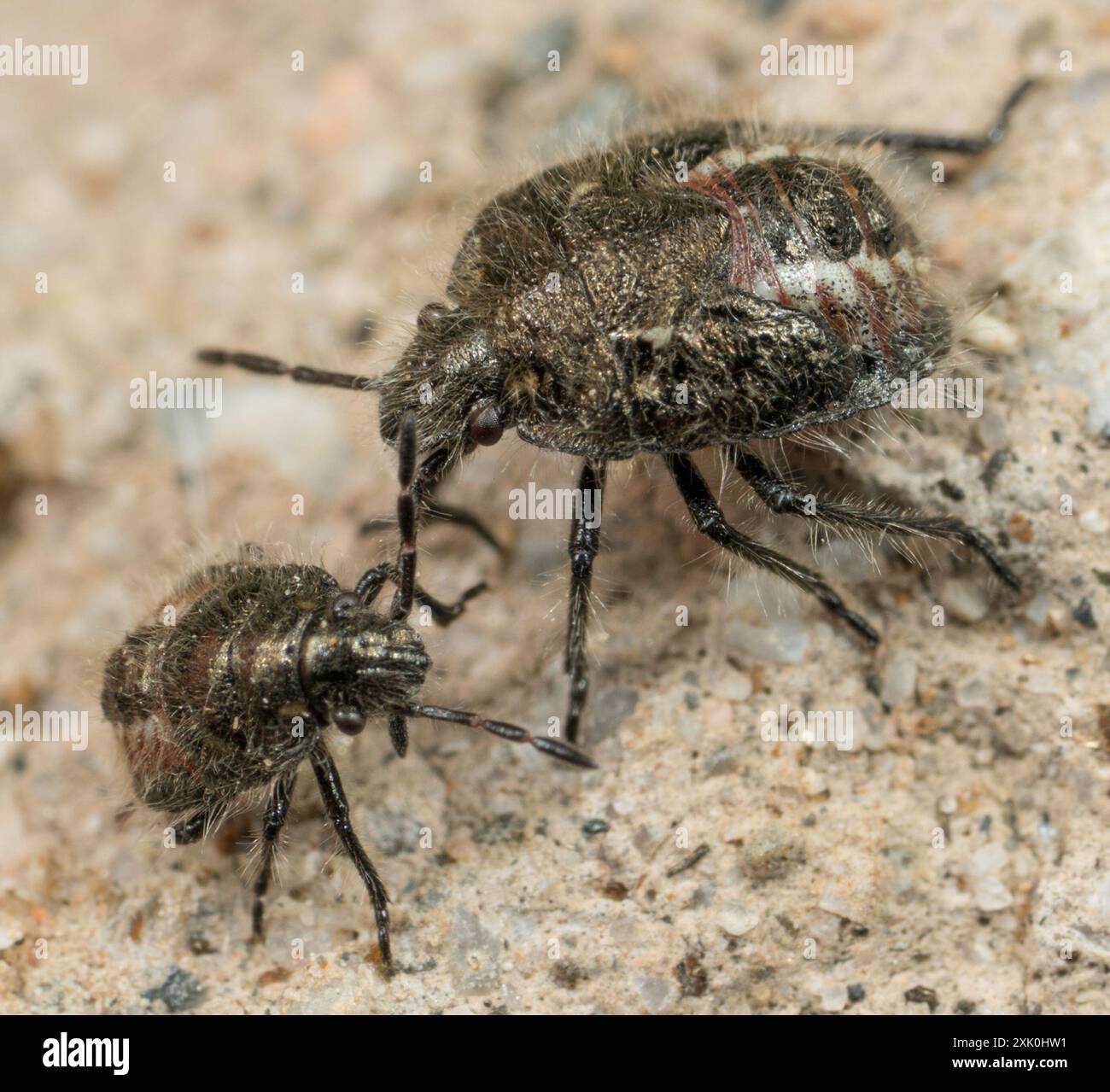 African Cluster Bug (Agonoscelis puberula) Insecta Stock Photo - Alamy