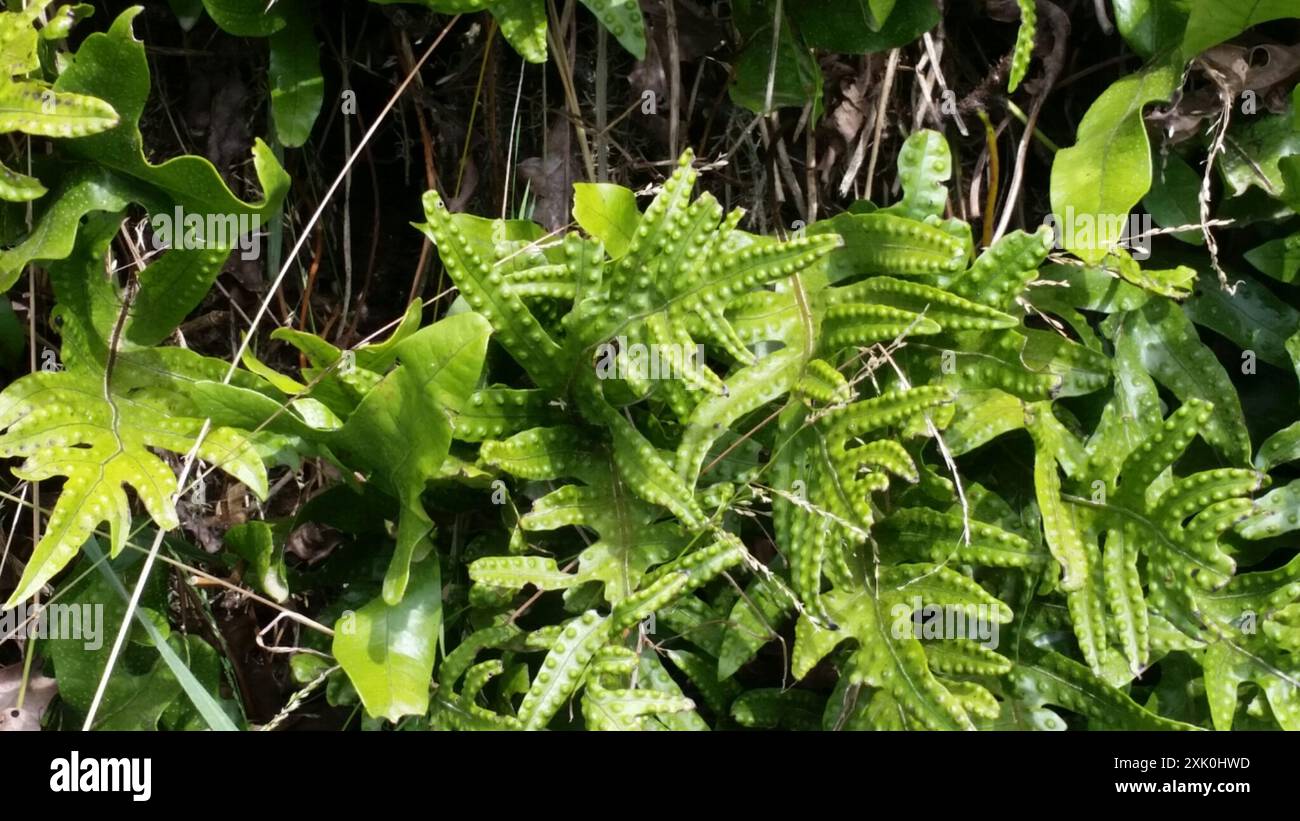 Kangaroo Fern (Microsorum pustulatum pustulatum) Plantae Stock Photo ...