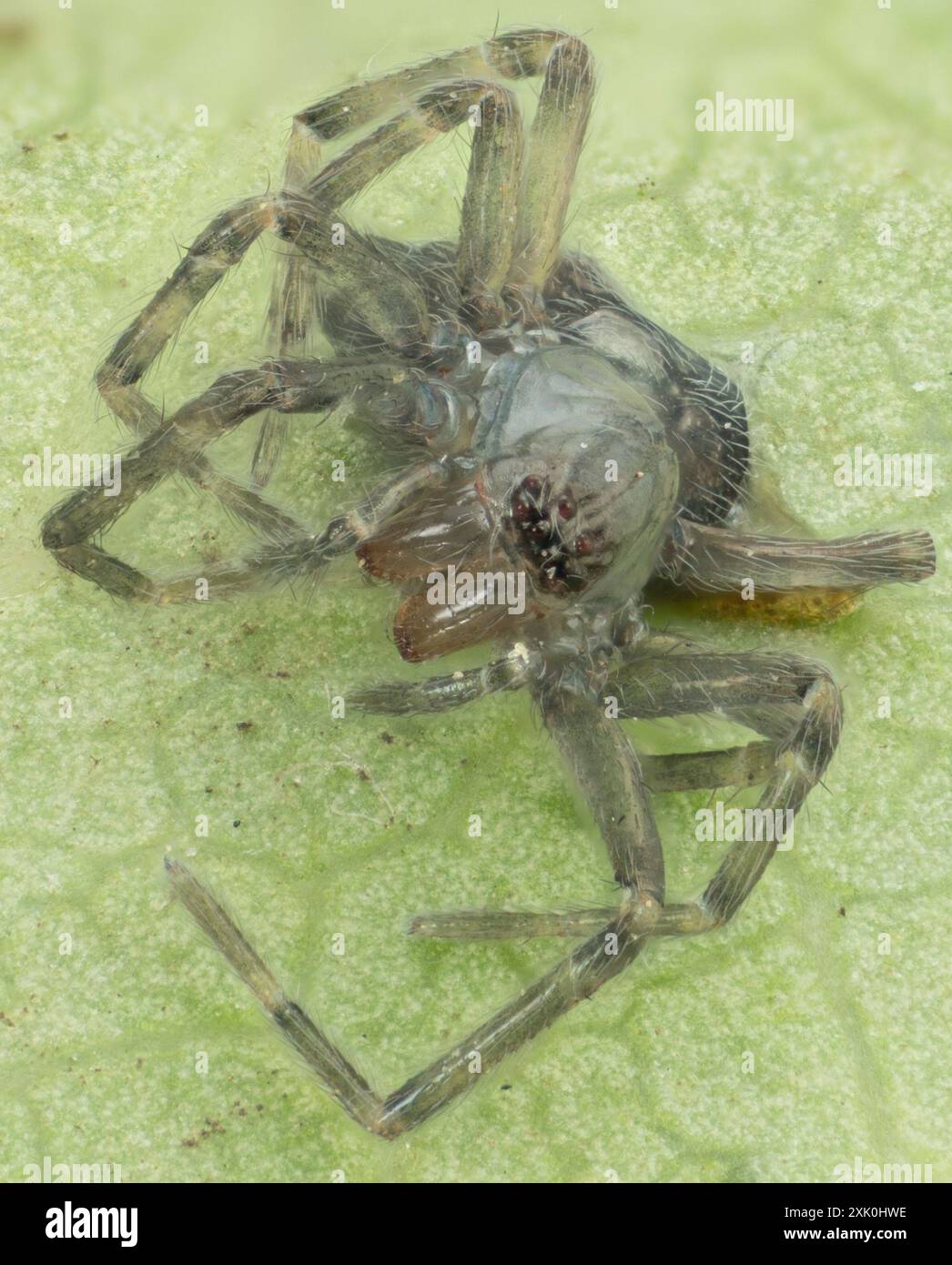 Meshweavers (Dictynidae) Arachnida Stock Photo - Alamy