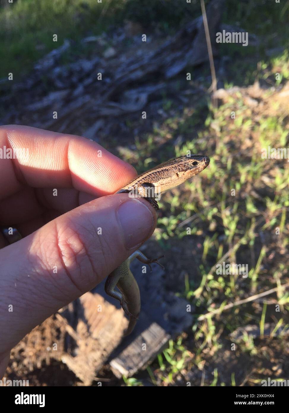 Western Skink (Plestiodon skiltonianus) Reptilia Stock Photo - Alamy