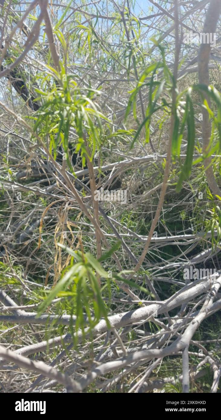 (Chilopsis linearis arcuata) Plantae Stock Photo - Alamy