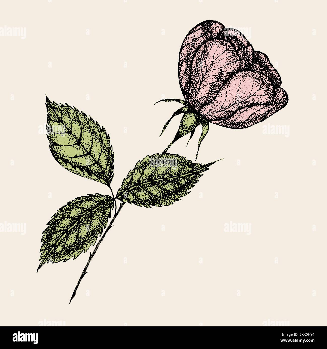 Wild rose flowers drawing and sketch with pointillism on white ...