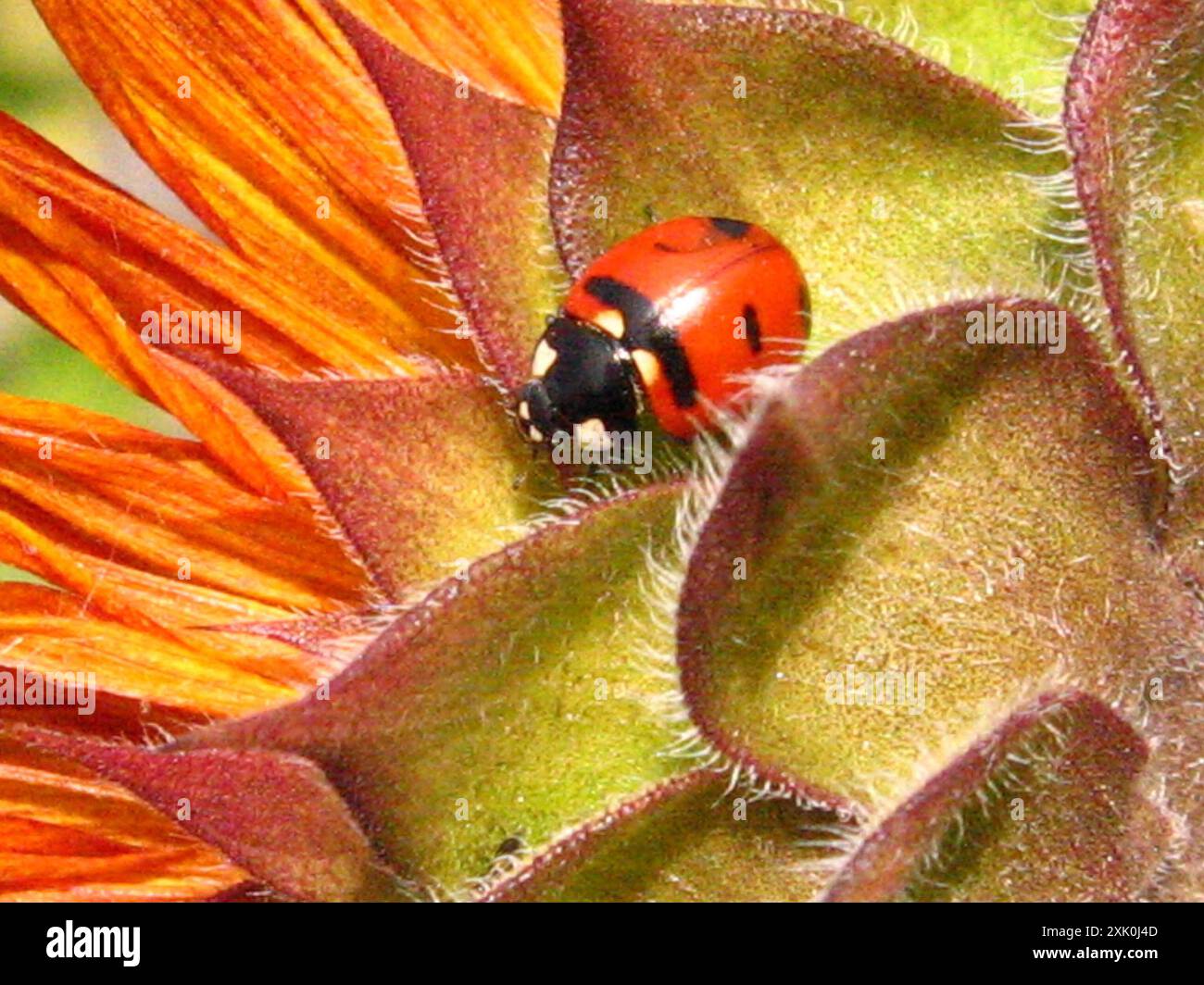Transverse Lady Beetle (Coccinella transversoguttata) Insecta Stock ...