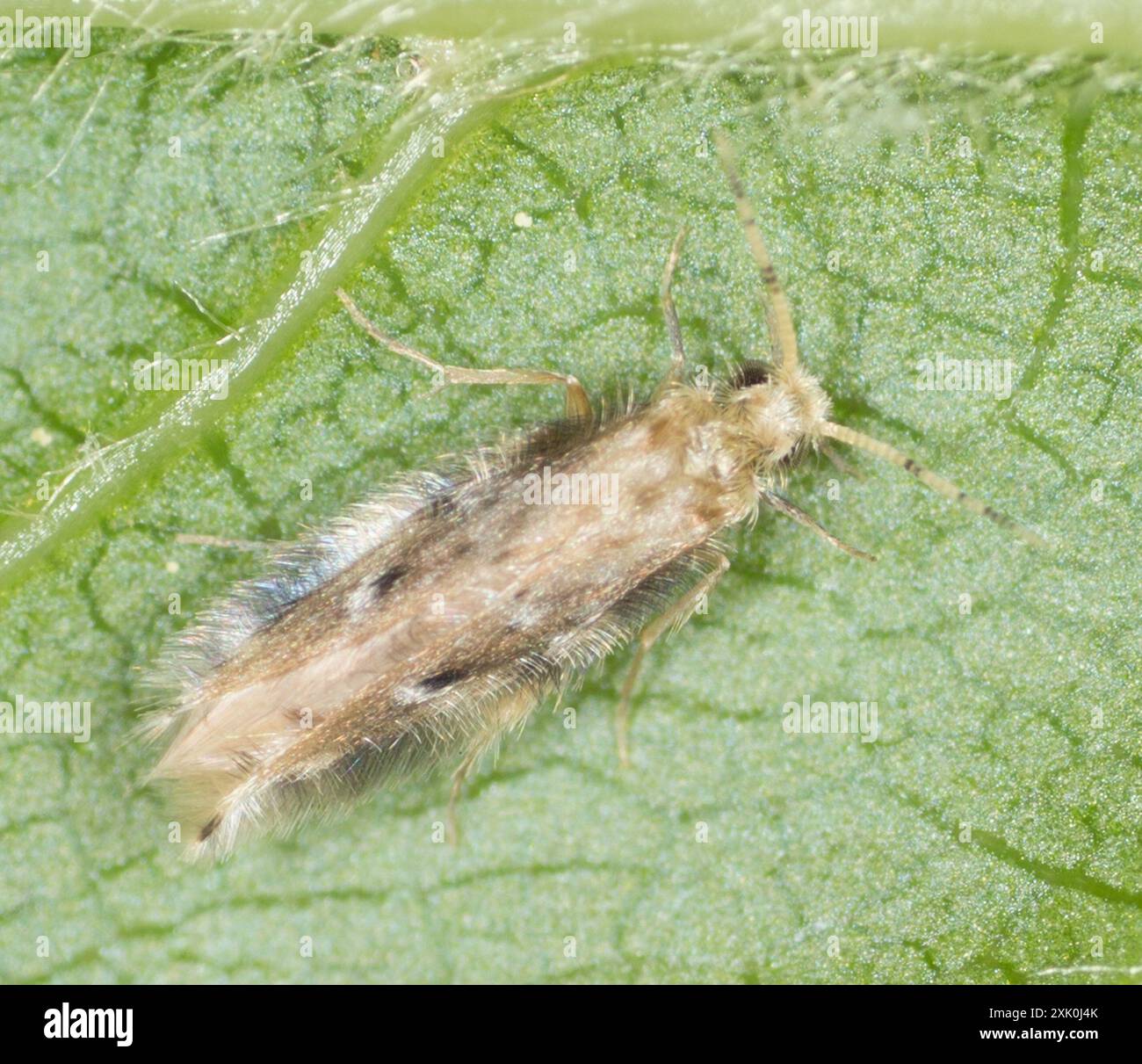Microcaddisflies (Hydroptilidae) Insecta Stock Photo - Alamy