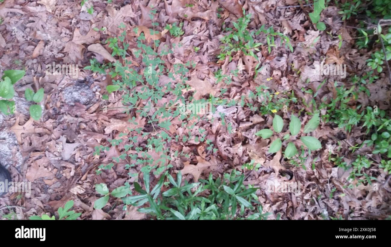 eastern wild indigo (Baptisia tinctoria) Plantae Stock Photo - Alamy