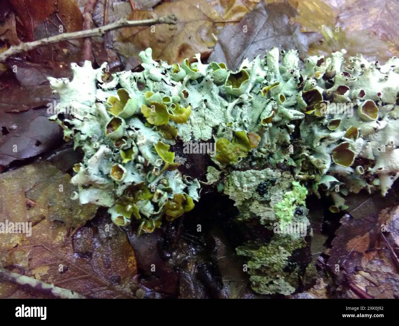 Ruffle Lichens (Parmotrema) Fungi Stock Photo - Alamy