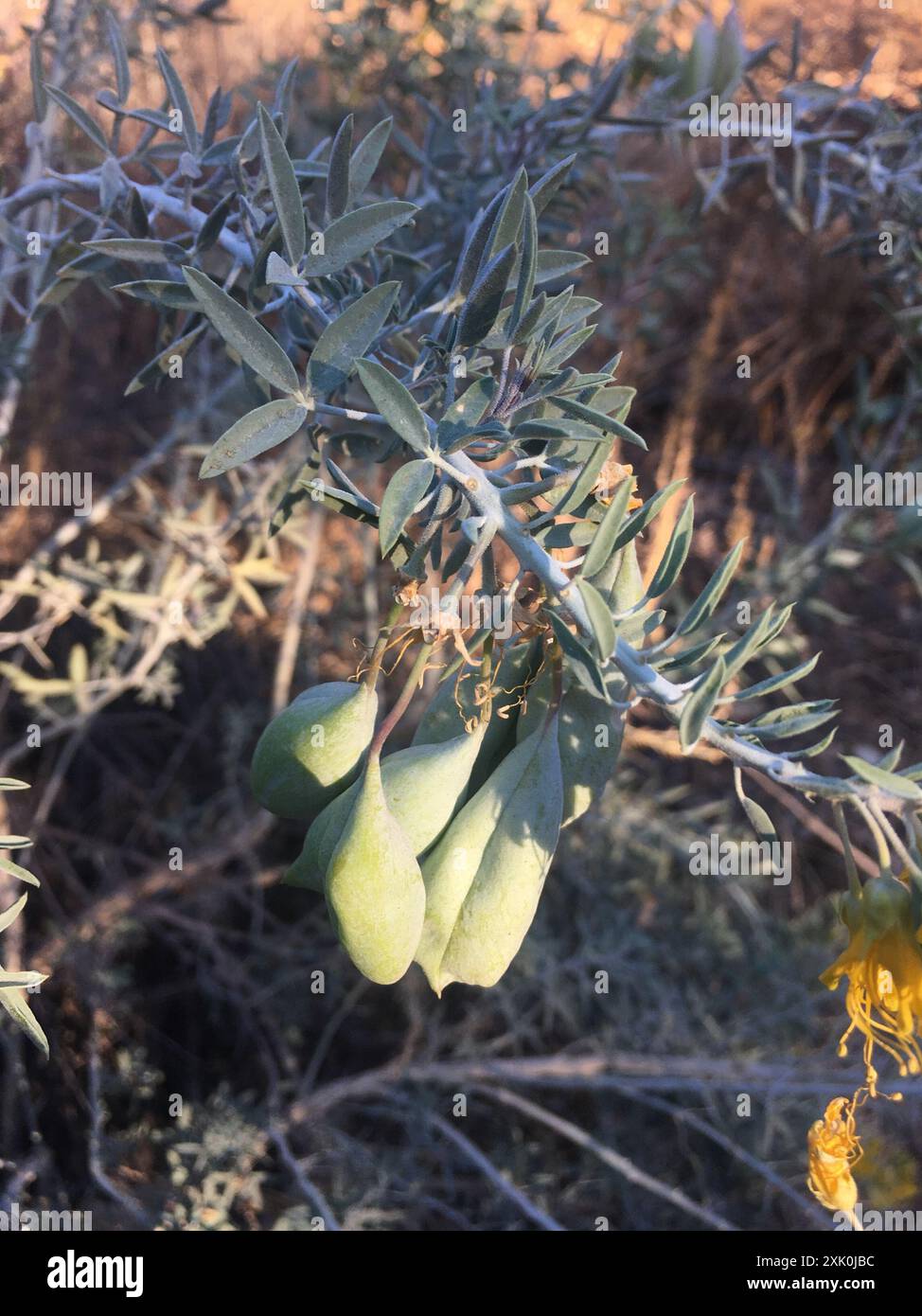 Bladderpod (Cleomella arborea) Plantae Stock Photo - Alamy