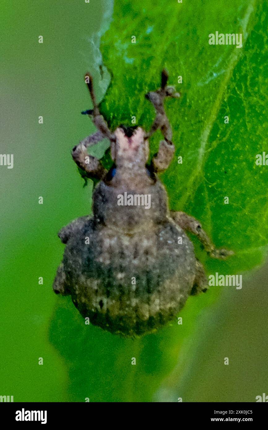 Two banded japanese weevil hi-res stock photography and images - Alamy