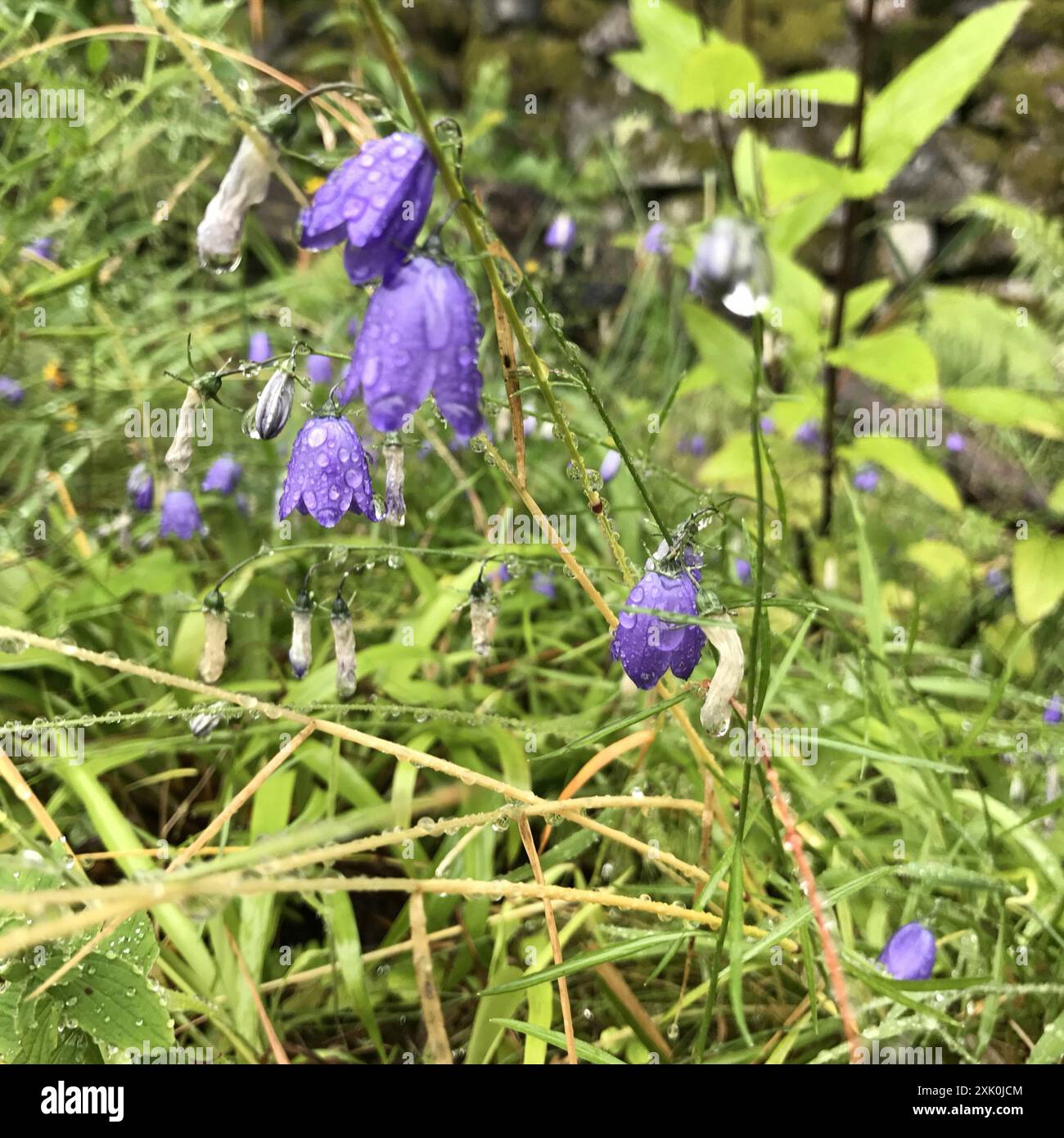 Common Harebell (Campanula rotundifolia) Plantae Stock Photo - Alamy