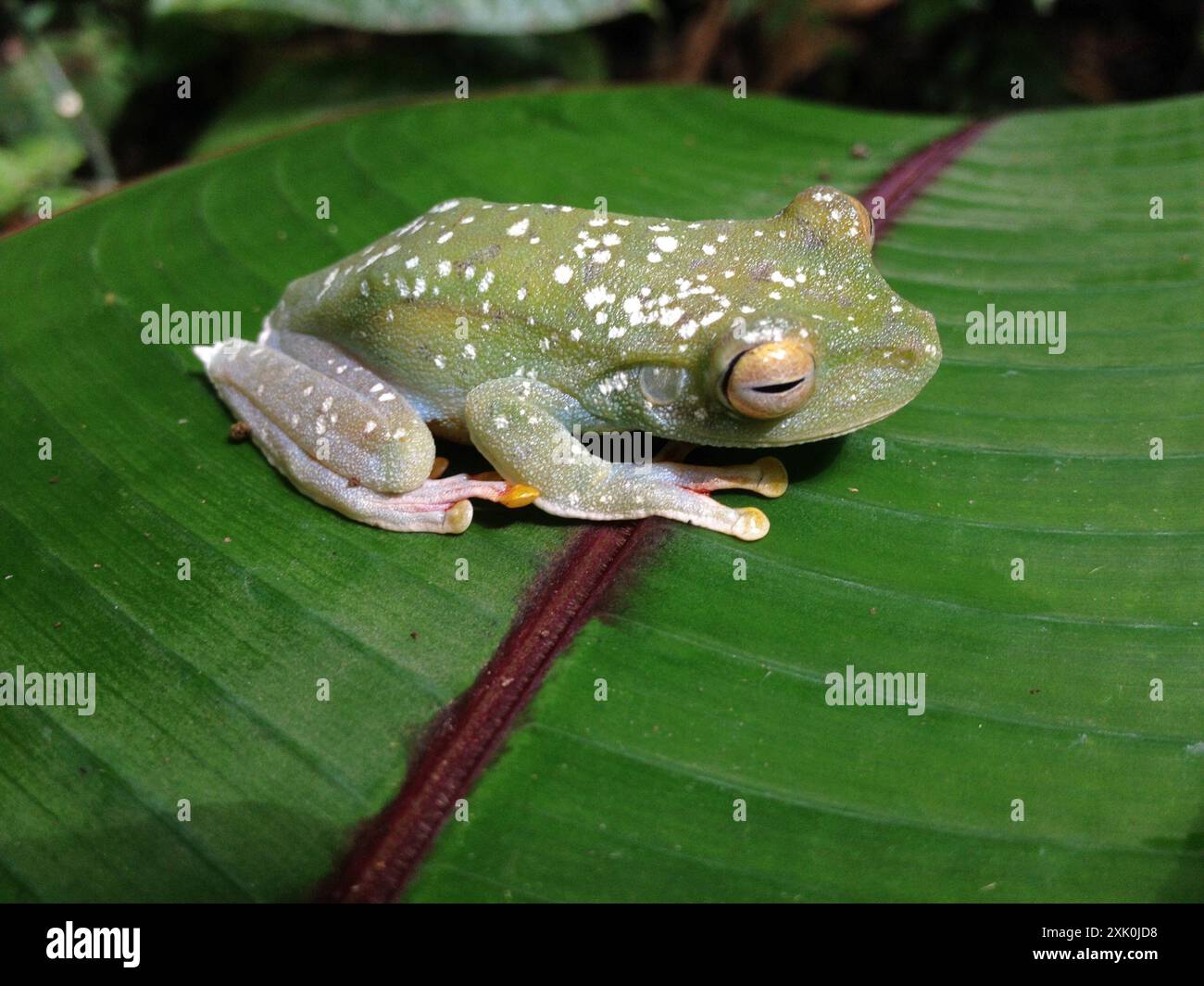 Red-webbed Tree Frog (Boana rufitela) Amphibia Stock Photo - Alamy